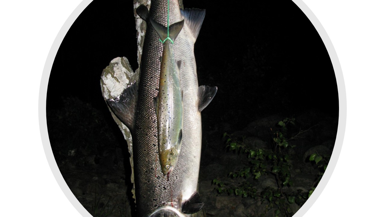 Iteroparity and its contribution to life-history variation in Atlantic ...